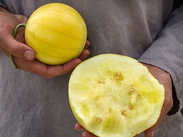 Watermelon - Lemon Drop | PLUM GARDENS