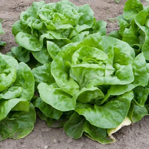 Lettuce - Buttercrunch | PLUM GARDENS
