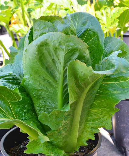 Lettuce - Paris Romaine | PLUM GARDENS